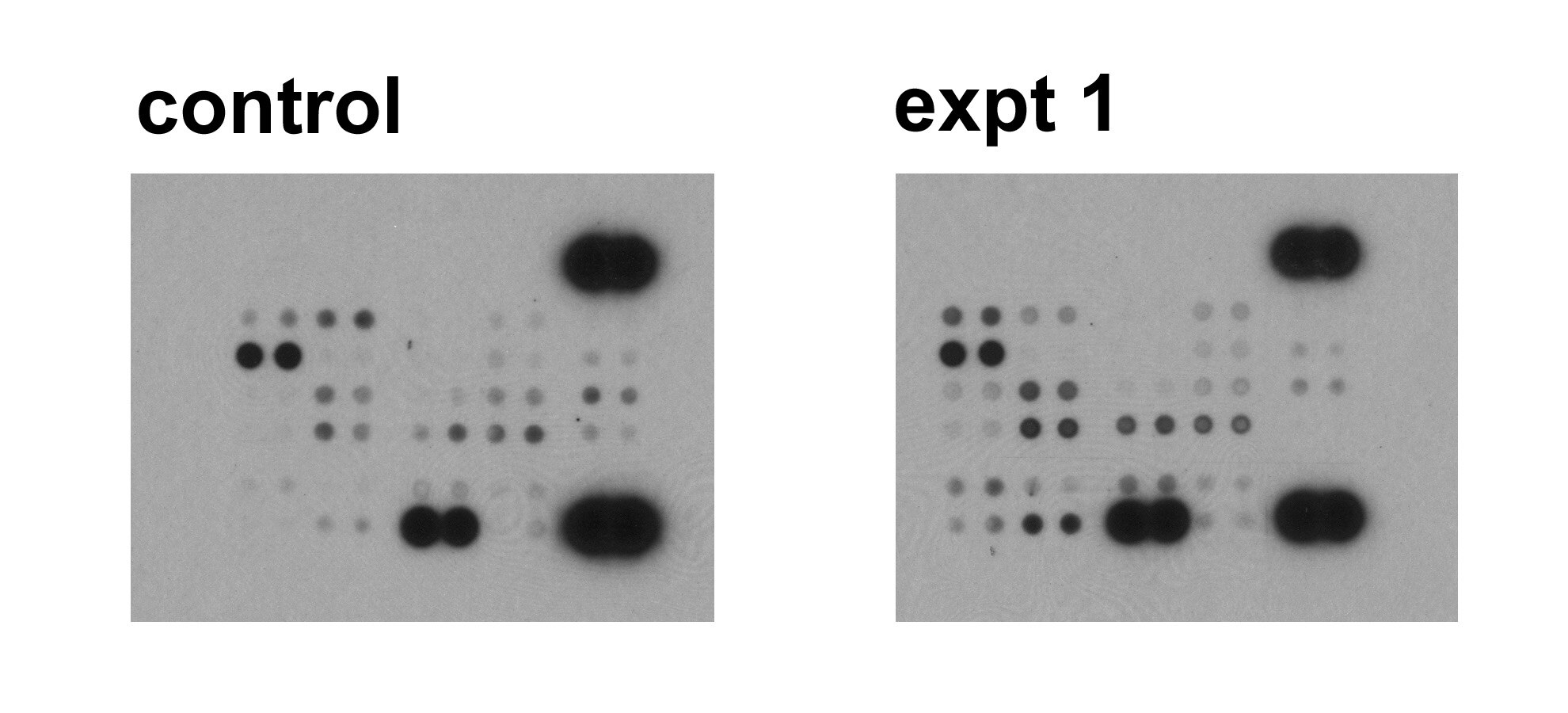 Proteome Profiler Human Phospho-Kinase Array Kit ARY003: R&D Systems